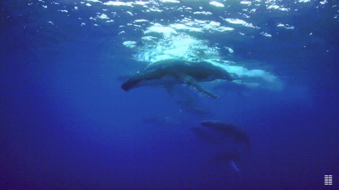 52 Hertz Whale | 世界上最深的孤独 - 知乎