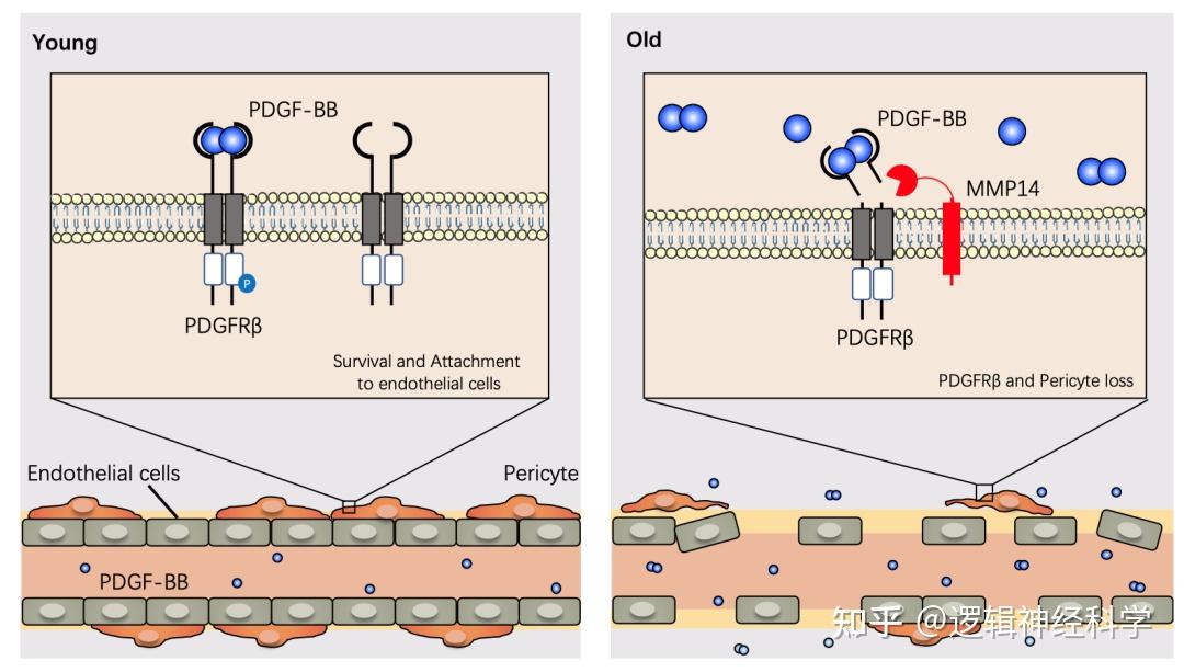 约翰斯霍普金斯大学团队发现衰老骨分泌PDGF-BB可通过剪切周细胞中PDGFRβ导致大脑海马区血管损伤 - 知乎