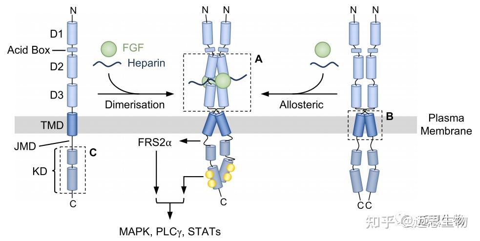 蛋白家族系列：FGF家族 - 知乎