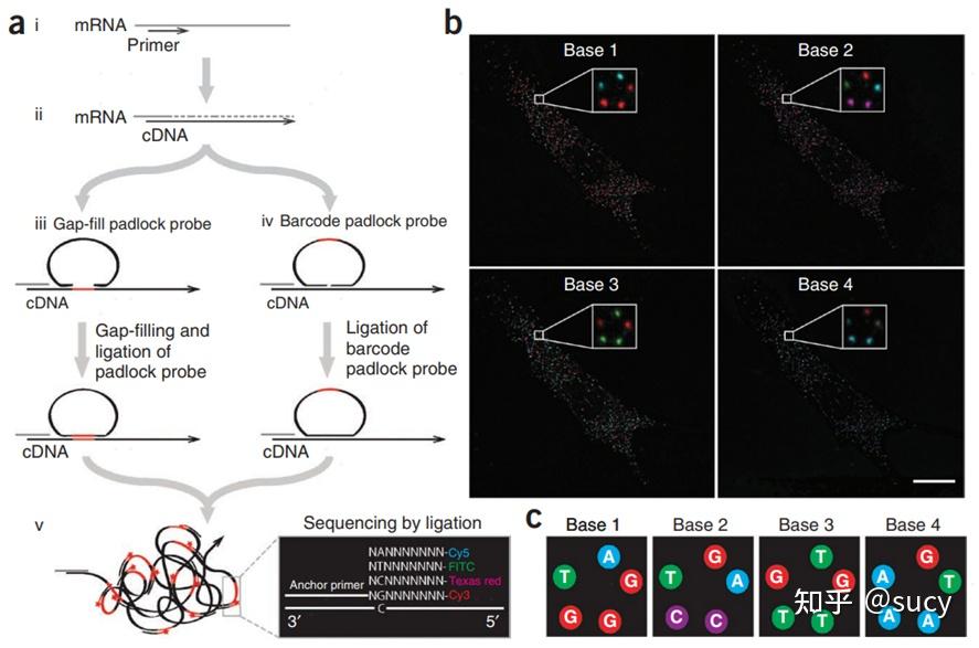 原位检测技术 - 知乎