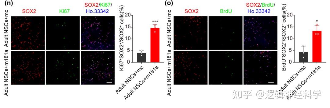 Aging Cell︱同济大学康九红课题组揭示miR-181a-5p在神经干细胞增殖和老年小鼠学习记忆中的作用 - 知乎