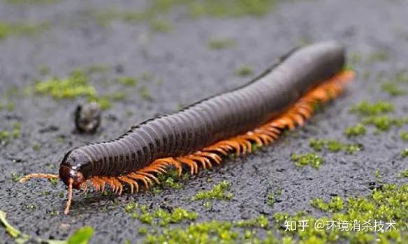 千足虫(马陆)有毒吗？要是被它蛰了怎么办？ - 知乎