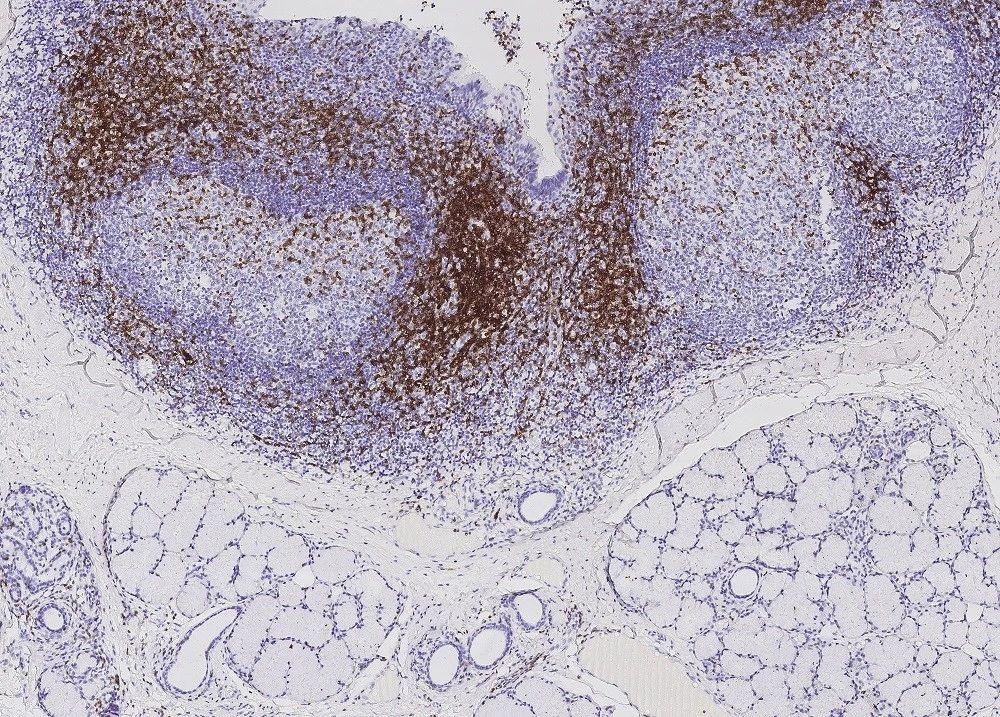 技能篇 | IHC之路漫漫（上篇） - 知乎