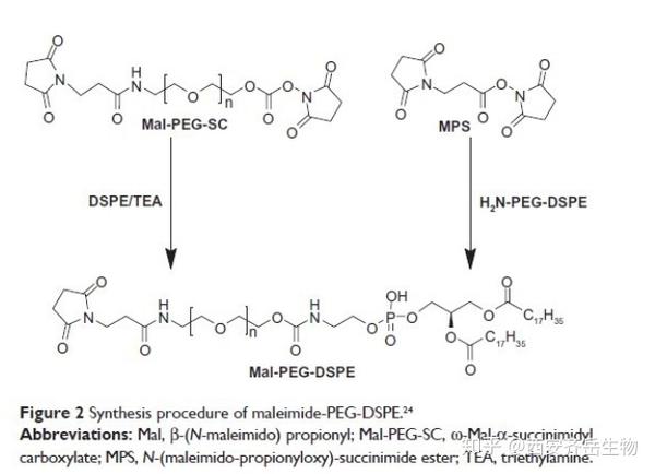 DSPE-PEG-MAL的合成路线图说明 - 知乎