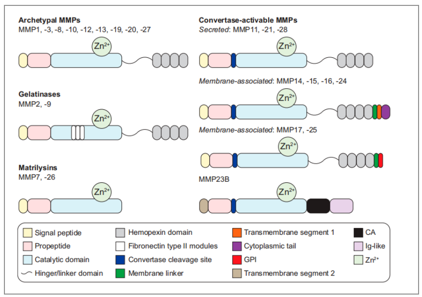实验干货 | 明胶酶谱实验检测MMP2和MMP9的活性 - 知乎