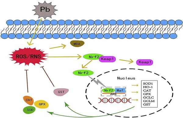 豌豆肽通过Keap1/Nrf2/TXNIP信号通路减轻铅诱导的PC12细胞氧化应激损伤 - 知乎