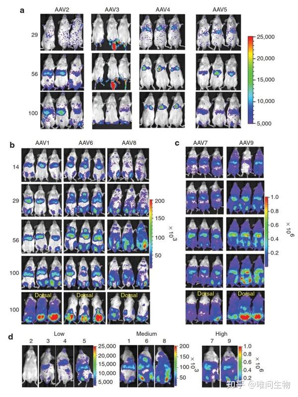 AAV不同血清型怎么选择？ - 知乎