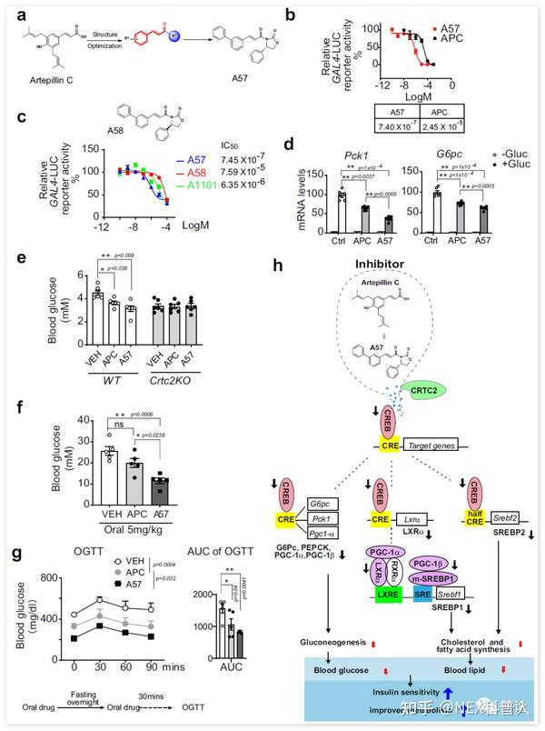 中国学者发现糖尿病新靶点，并设计出相应的靶向先导化合物！ - 知乎