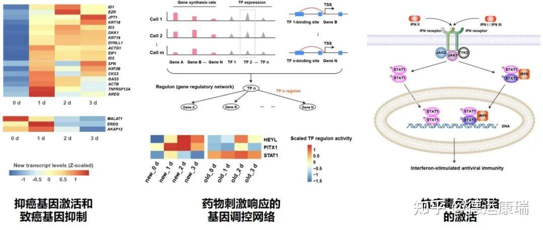 真时动态，尽在掌握！Well-TEMP-seq单细胞动态转录组测序 - 知乎