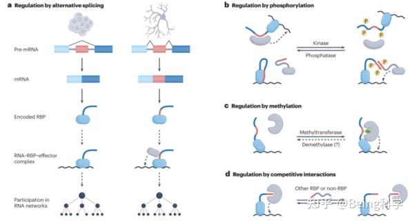 重磅综述 | 揭示RNA结合蛋白与其效应子之间的联系 - 知乎