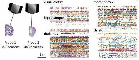 精准医疗先行者(4) -- Imec [一]高密度神经探针Neuropixels - 知乎