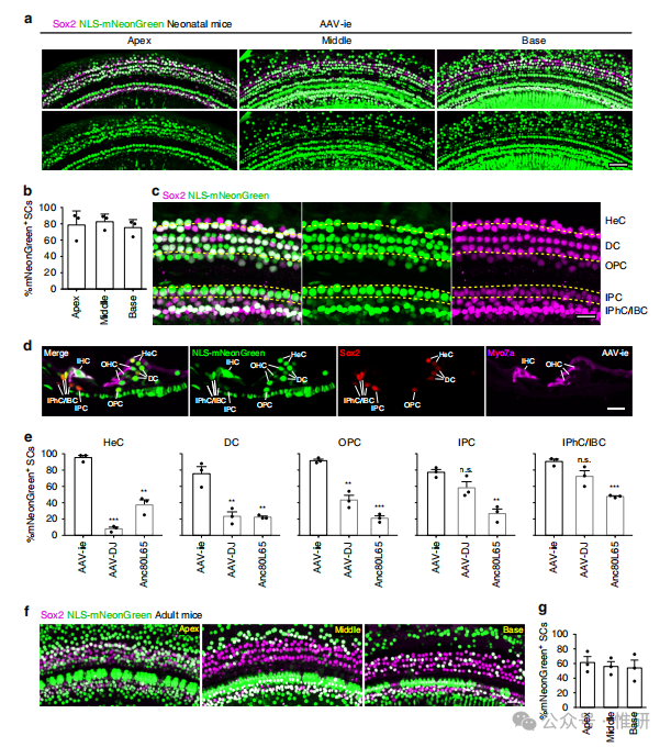 Nature|AAV ie能够安全有效地将基因转移到内耳细胞的文献分析 - 知乎
