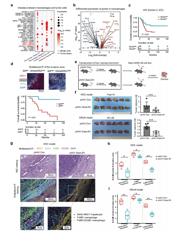 Cell Res | Stereo-seq揭示人类肝癌浸润区促进肝细胞-肿瘤细胞串扰、局部免疫抑制和肿瘤进展 - 知乎