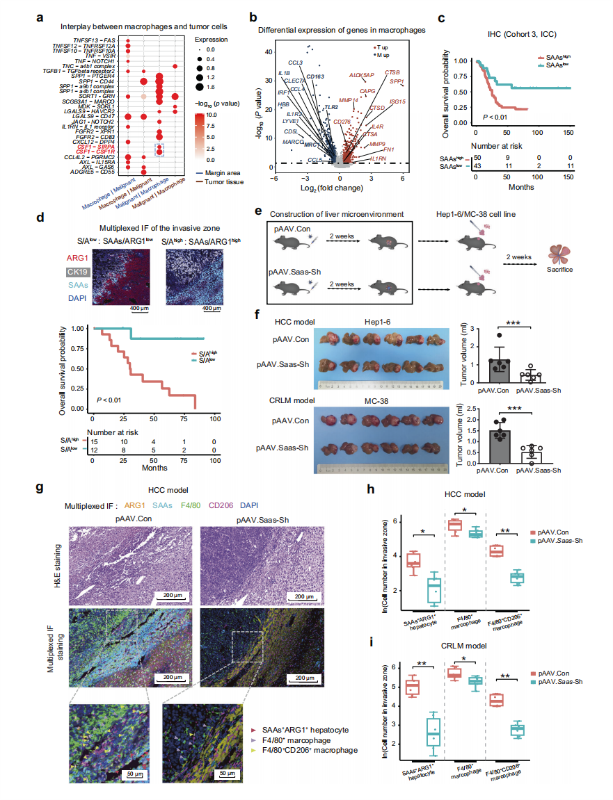 Cell Res | Stereo-seq揭示人类肝癌浸润区促进肝细胞-肿瘤细胞串扰、局部免疫抑制和肿瘤进展 - 知乎