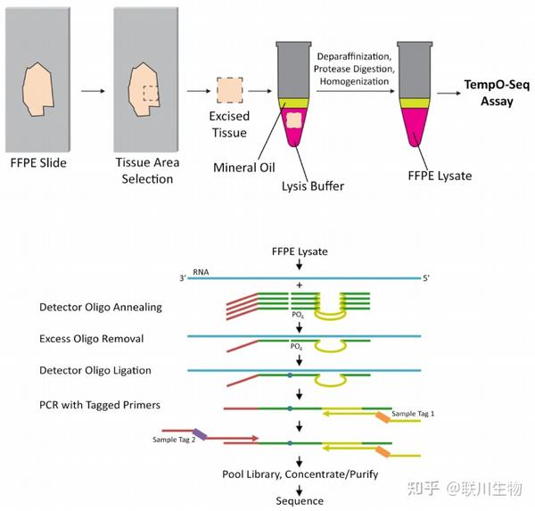 FFPE单细胞测序是什么？如何挽救冻存样本？ - 知乎