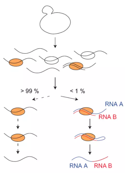 简史系列|RNA-RNA /DNA/Protein研究简史 - 知乎