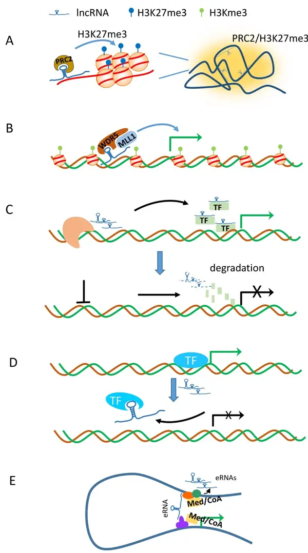 Blood|Suming Huang团队对lncRNA作为正常和恶性造血的新兴调节因子作用的总结 - 知乎