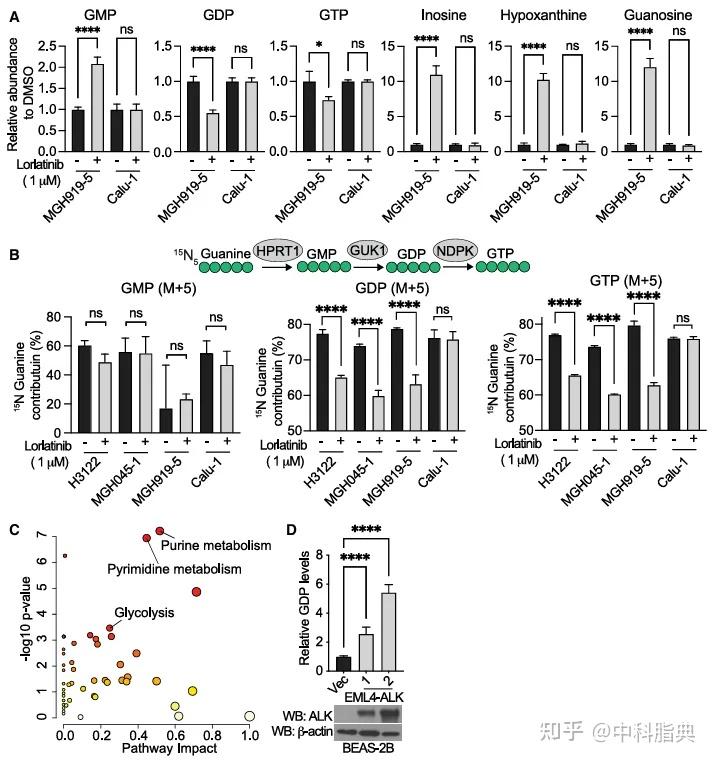 Cell：GUK1激活是肺癌的代谢关键点 - 知乎