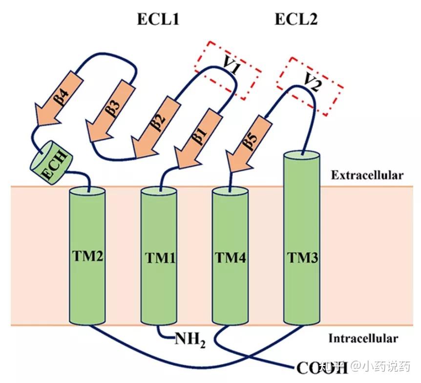 靶点说 | Claudin18.2 - 知乎