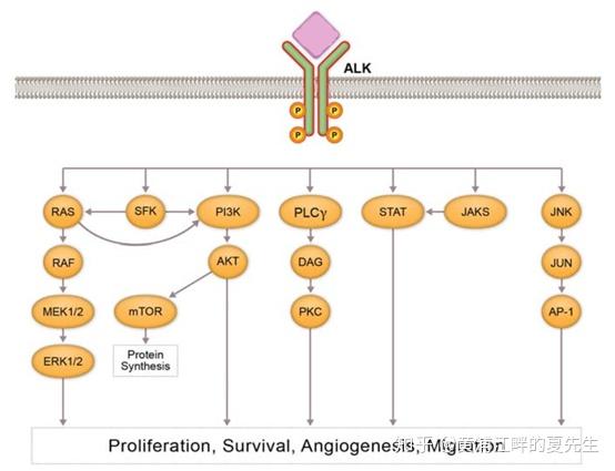 ALK基因的突变与靶向治疗 - 知乎