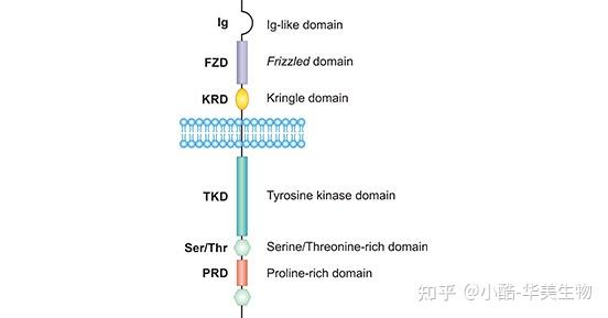 肿瘤免疫治疗新兴靶点ROR1，究竟有多大潜力？ - 知乎