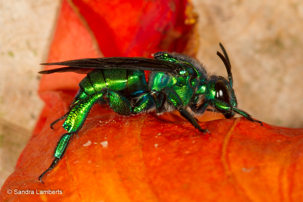 流光溢彩的调香师：兰花蜂族Euglossini - 知乎