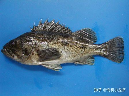 许氏平鲉 - 知乎