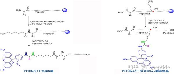 FITC&AMC等荧光标记技术 - 知乎
