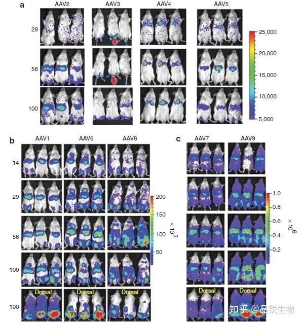 干货：AAV的血清型以及注射方式怎么选？ - 知乎
