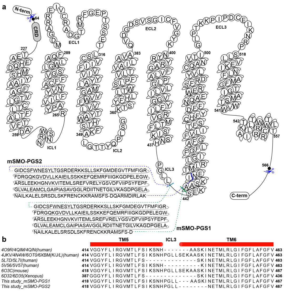 水木视界iss. 25 | 基于冷冻电镜的GPCR研究：融合蛋白策略 - 知乎