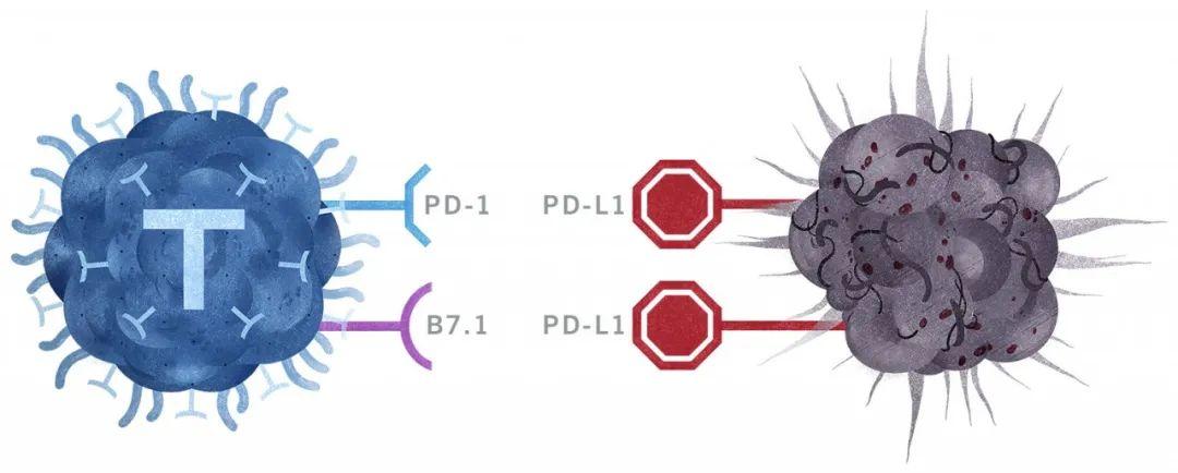 科普|PD-1/PD-L1抑制剂 - 知乎