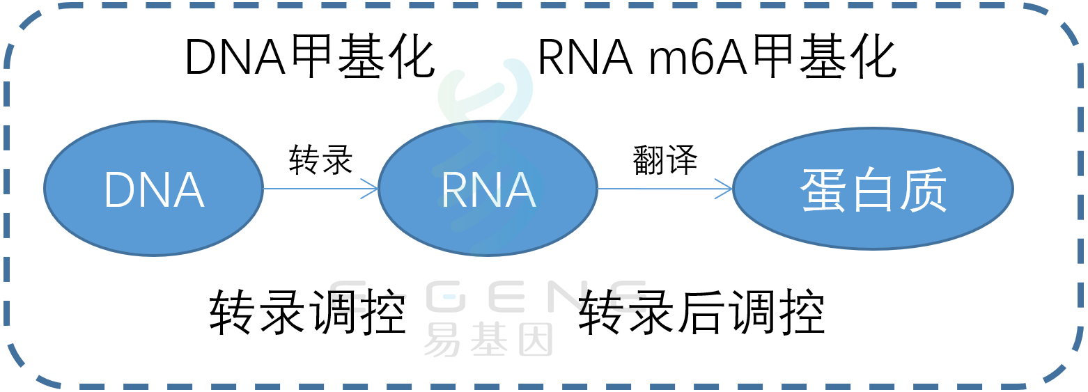 易基因｜一文读懂：八大RNA m6A甲基化研究核心问题 - 知乎