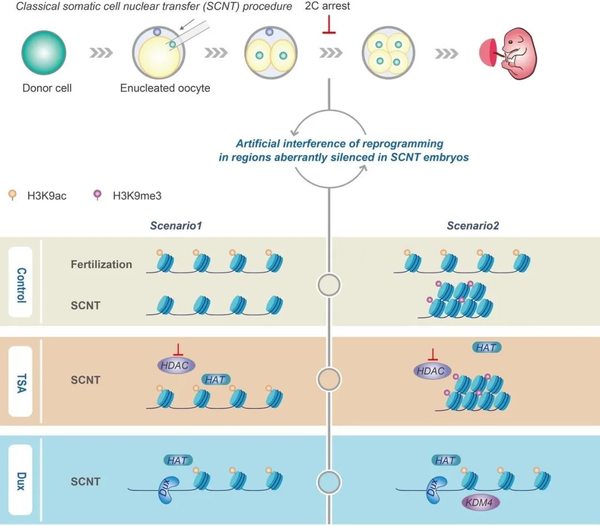 Cell Stem Cell | Dux可介导修复SCNT胚胎的异常H3K9ac修饰并提高克隆效率 - 知乎