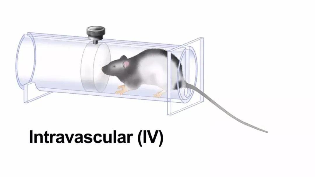 动物实验进阶秘籍，大小鼠给药技巧分享 - 知乎