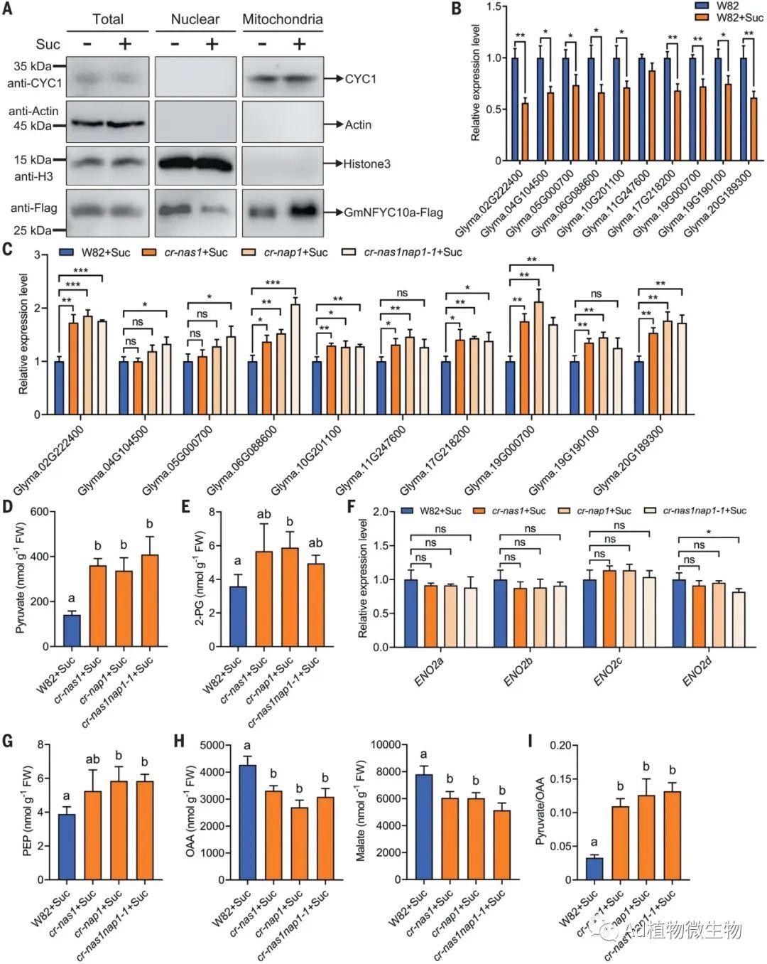 Science 河南大学王学路团队研究揭示豆科植物根瘤能量状态调节共生固氮的机制！ 知乎