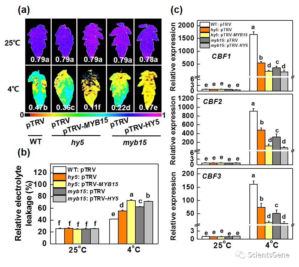 【Plant Cell Environ】HY5和MYB15转录因子通过CBF途径正调控番茄的耐寒性 - 知乎
