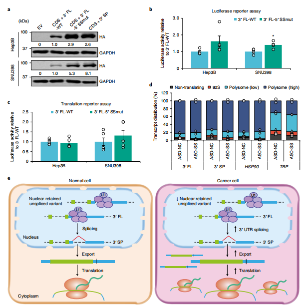 Nature子刊：肿瘤发生的新机制，癌症治疗的新靶点 - 知乎