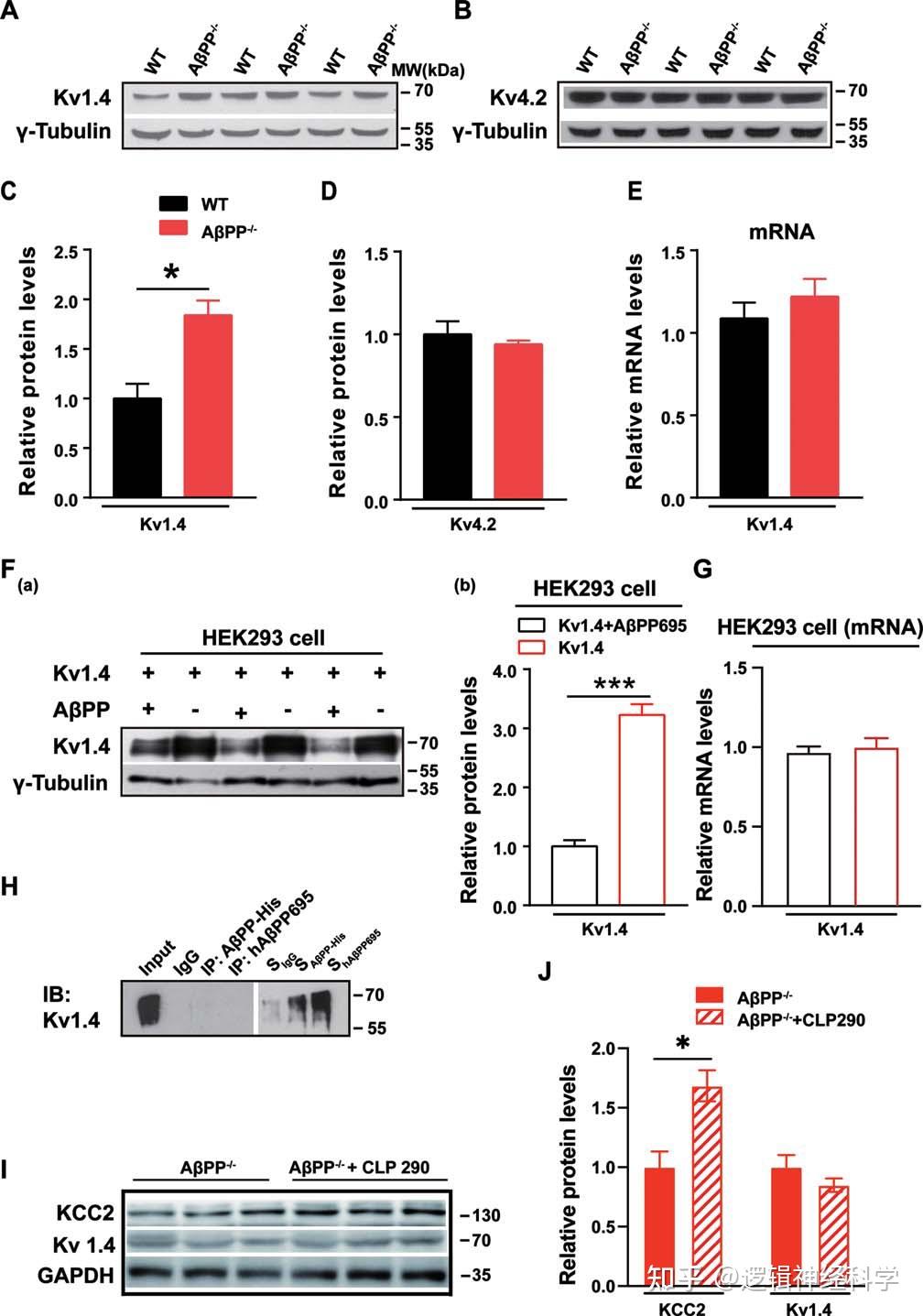 JAD︱华南师范大学龙程/广州大学杨莉课题组揭示淀粉样蛋白前体蛋白通过Kv1.4调控海马神经元功能的机制 - 知乎