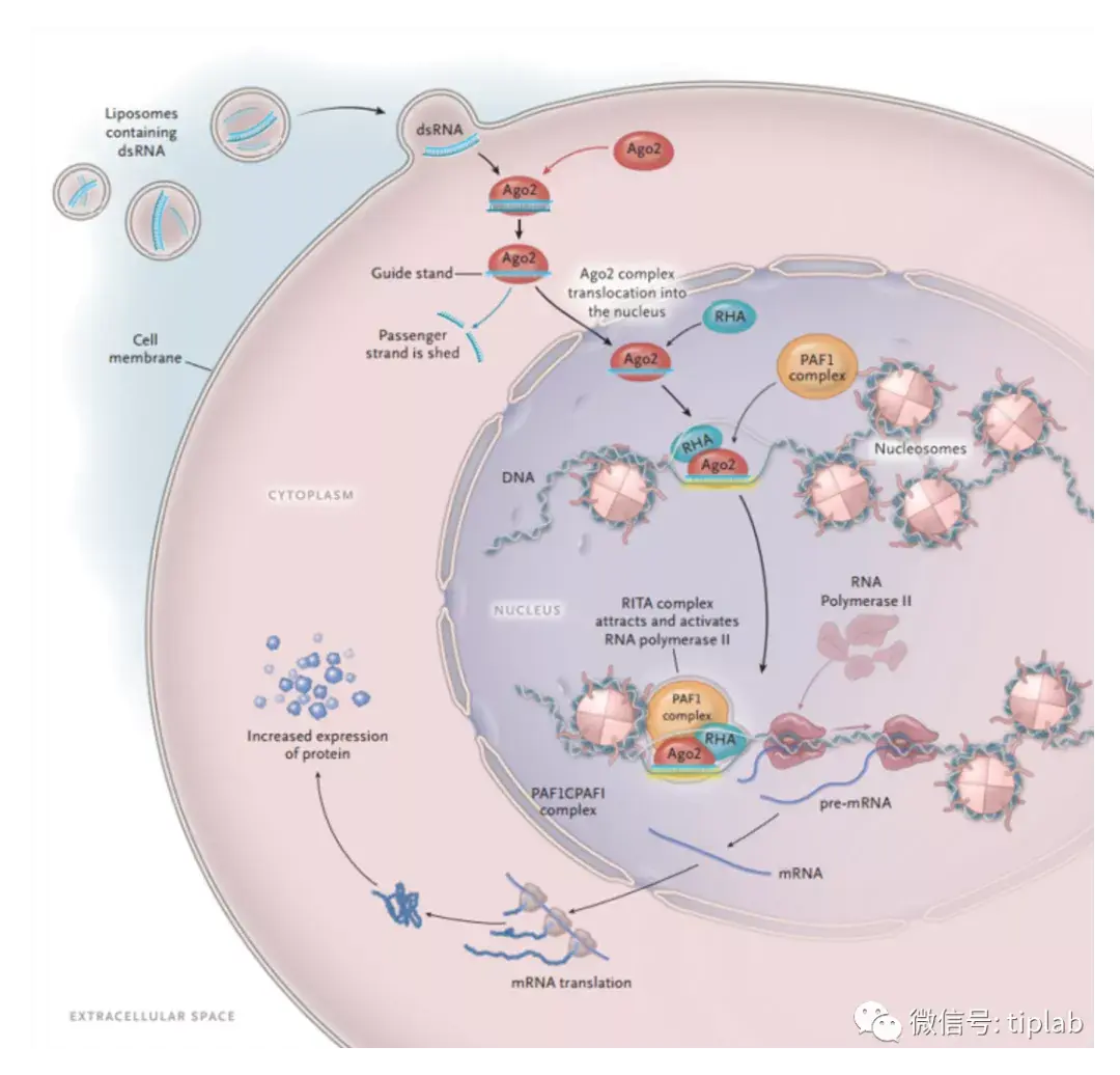 全球第一家saRNA公司——MiNA Therapeutics - 知乎
