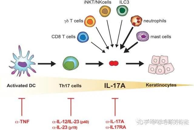 IL-17家族 - 知乎