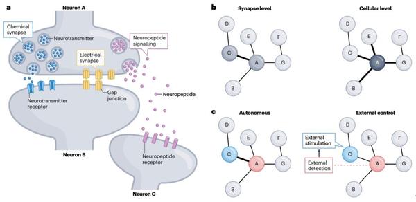Nat Rev Neurosci重要综述：通过“突触工程”理解神经环路功能 - 知乎