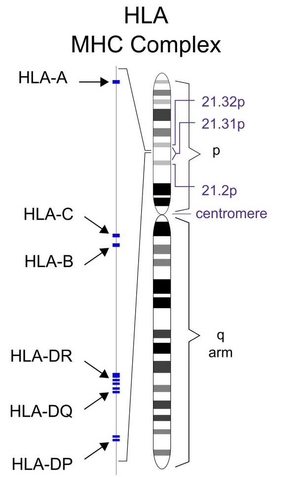 基因“身份证”--人类白细胞抗原：HLA - 知乎