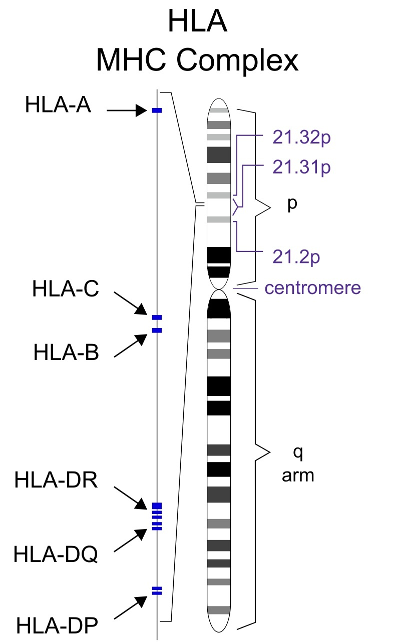 基因“身份证”--人类白细胞抗原：HLA - 知乎
