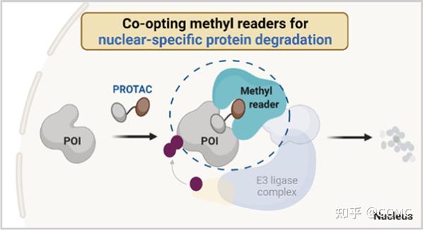 JACS：招募L3MBTL3:DCAF5的新型PROTAC - 知乎
