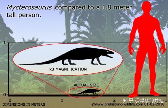 【地球演义】百兽图3：鸭子 - 知乎