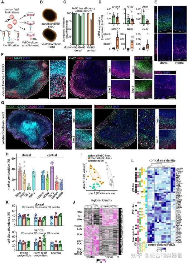 Cell重磅！Hans Clevers团队成功建立首个人类胎儿大脑衍生类器官 - 知乎