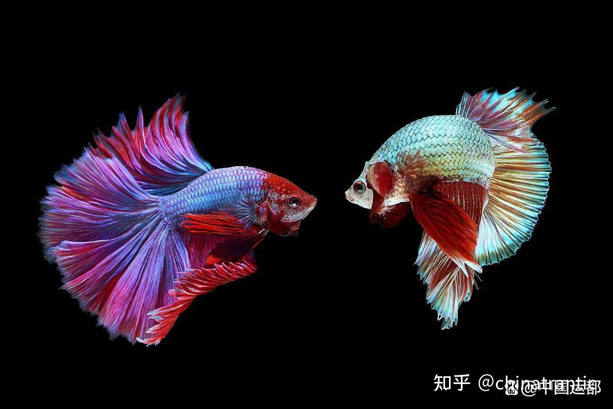 【威海运都】☆海识 | 斗鱼 - 知乎