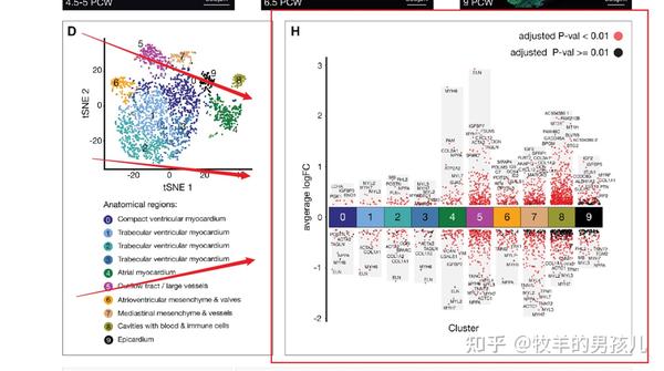 跟着Cell学作图：R语言ggplot2作图展示差异表达的基因 - 知乎