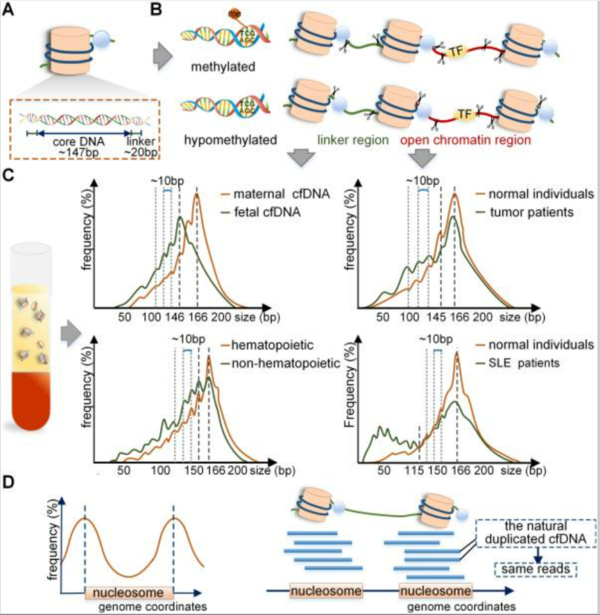 孕妇外周血中胎儿游离DNA的片段特征 - 知乎