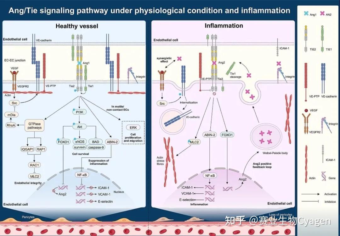 热门靶点ANGPT2及VEGFA/ANGPT2双靶人源化模型的应用 - 知乎